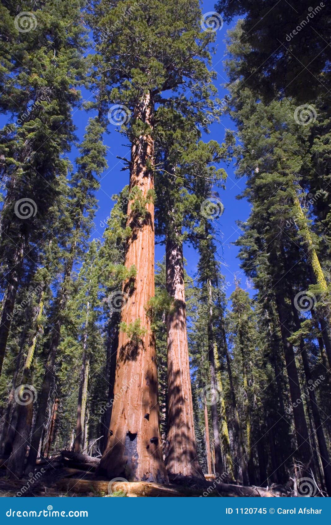 Árbol de la secoya gigante imagen de archivo. Imagen de bosque - 1120745