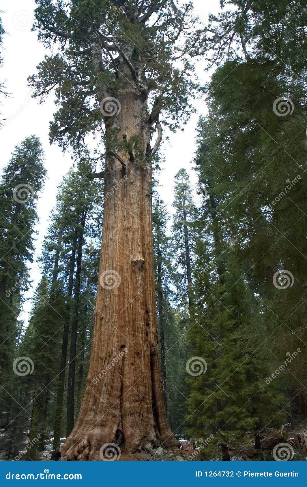 Árbol de la secoya gigante foto de archivo. Imagen de california - 1264732