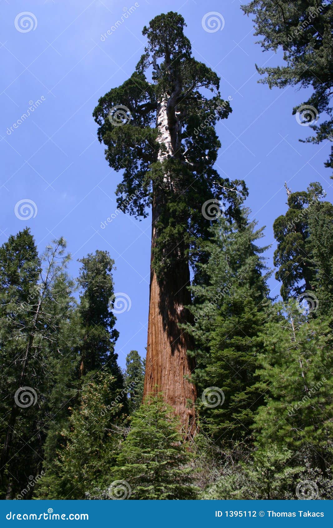 Árbol de la secoya gigante foto de archivo. Imagen de alto - 1395112
