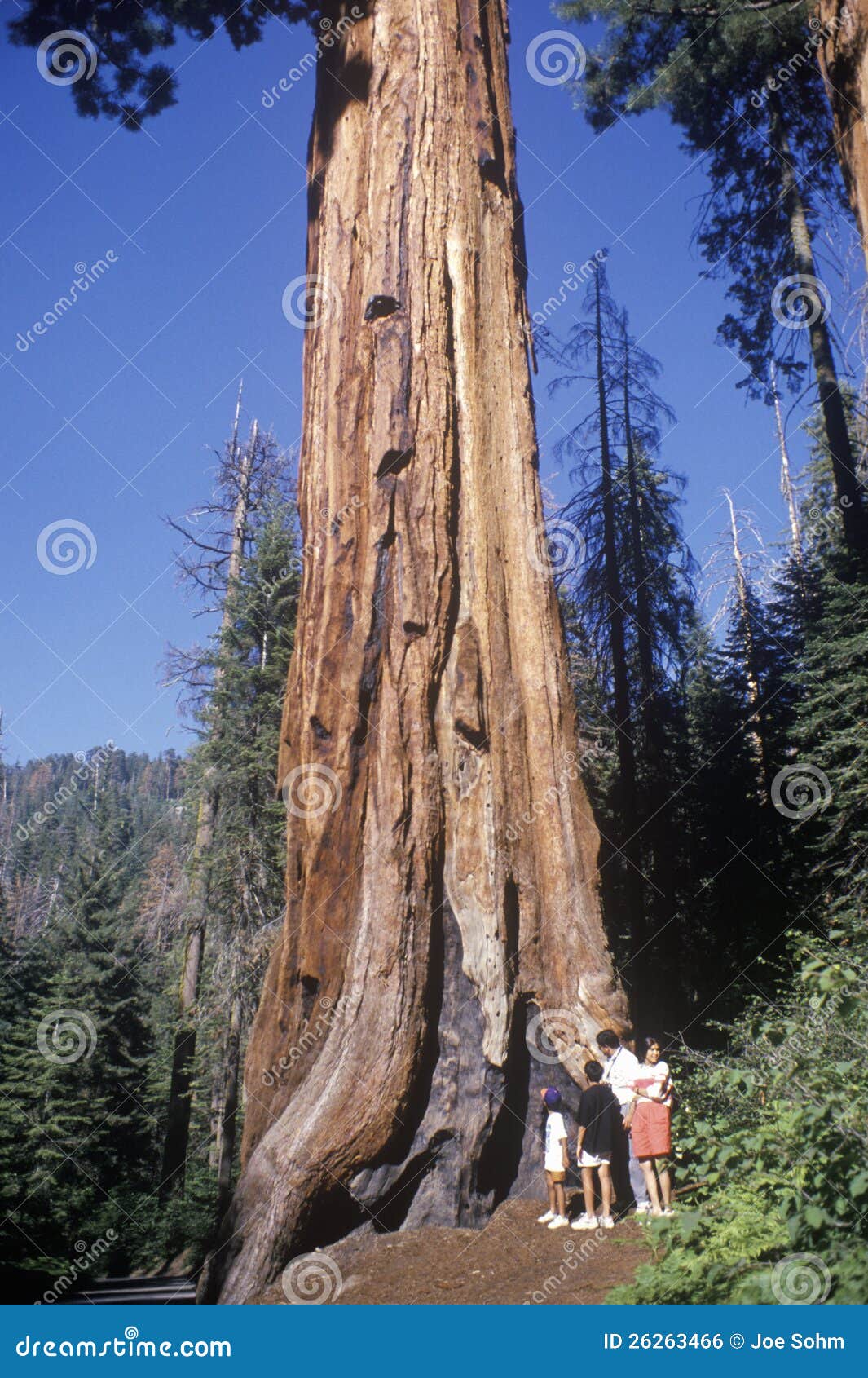 Árbol De La Secoya Gigante, Foto editorial - Imagen de occidental, cubo ...