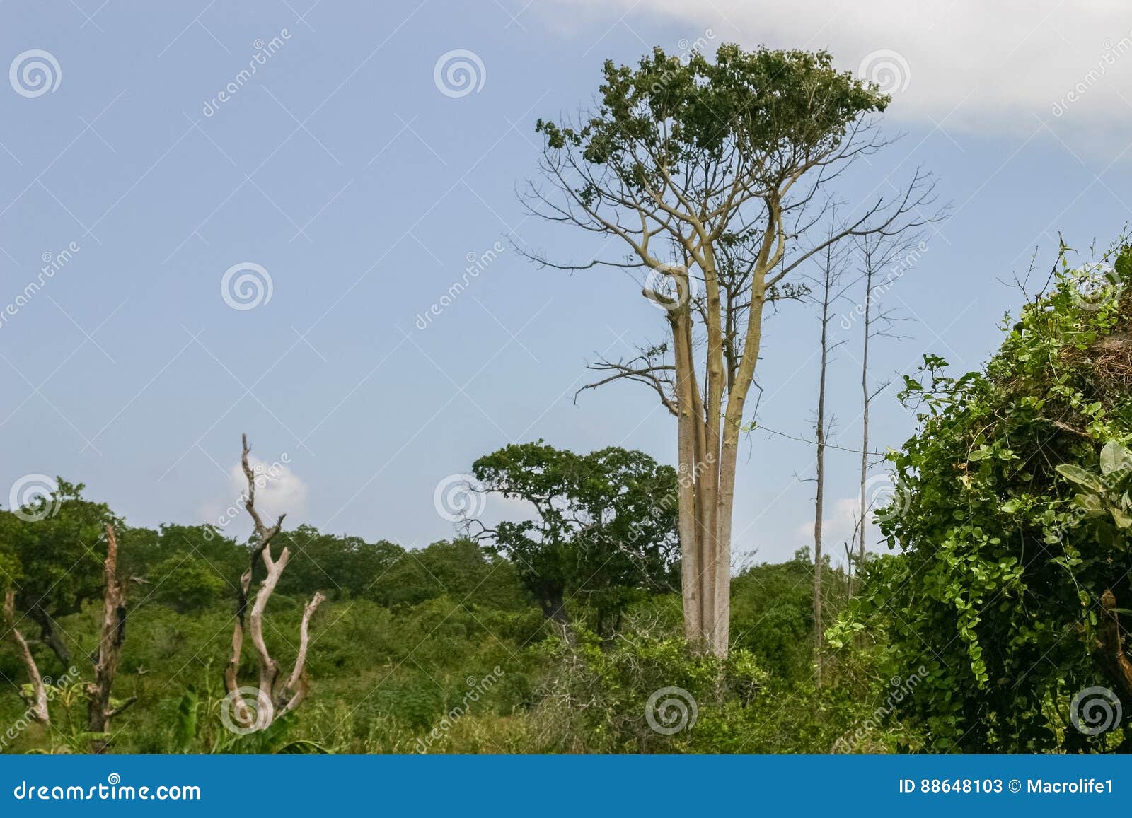 Árbol de la teca imagen de archivo. Imagen de kenia, marina - 88648103