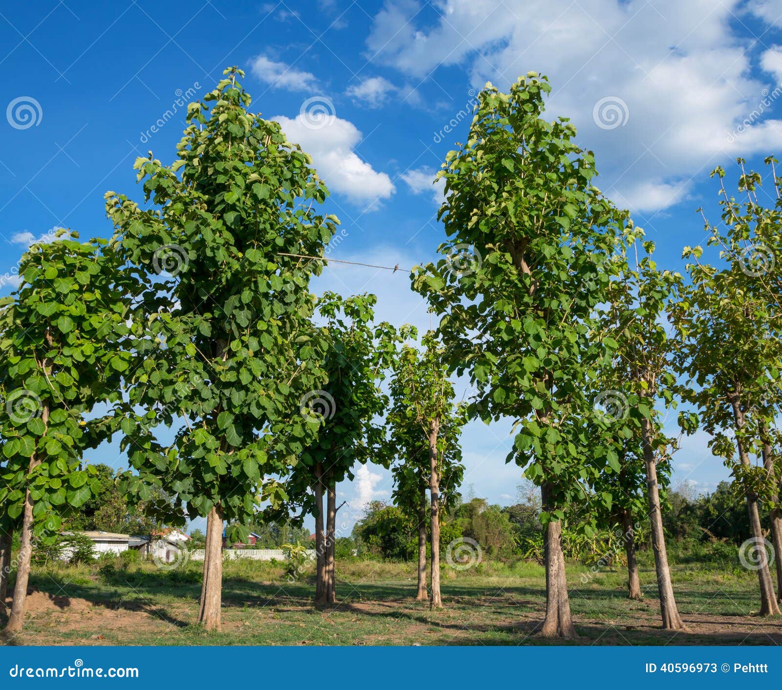 Árbol De La Teca Y El Cielo Azul Foto de archivo - Imagen: 40596973
