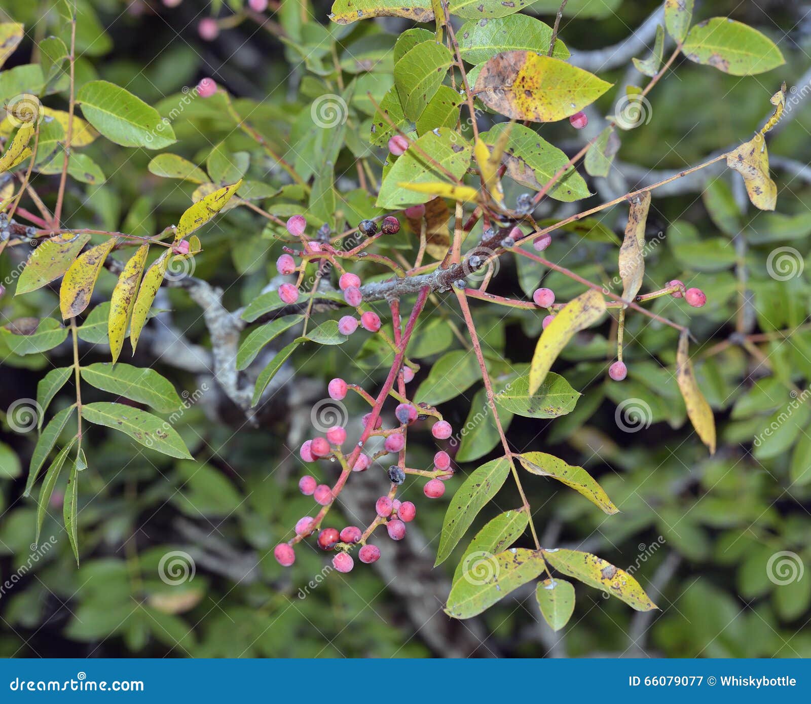 Árbol de la trementina imagen de archivo. Imagen de bayas - 66079077