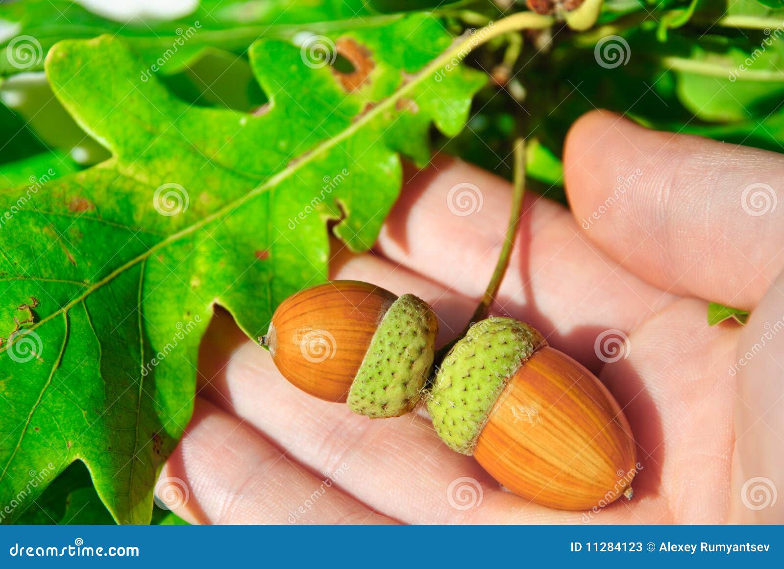Árbol de las bellotas imagen de archivo. Imagen de fresco - 11284123