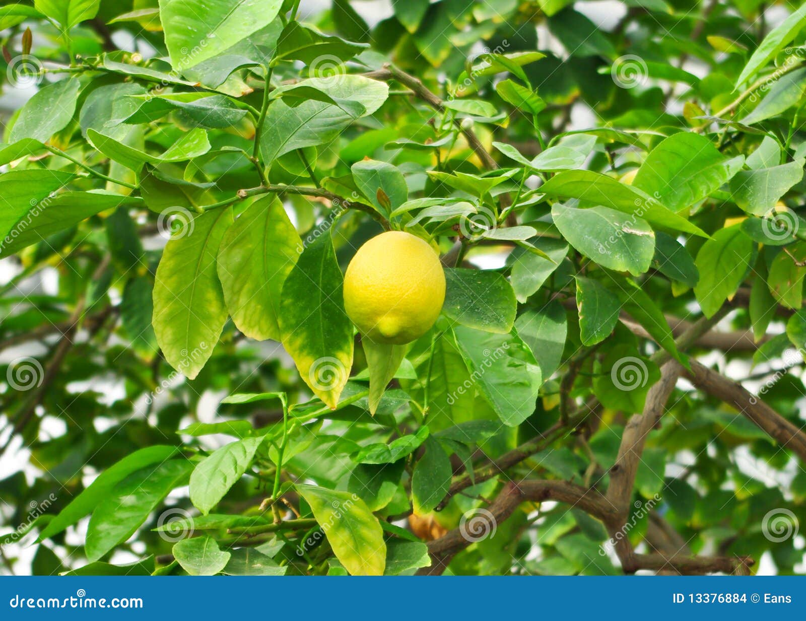 Árbol De Limón Imagenes de archivo - Imagen: 13376884