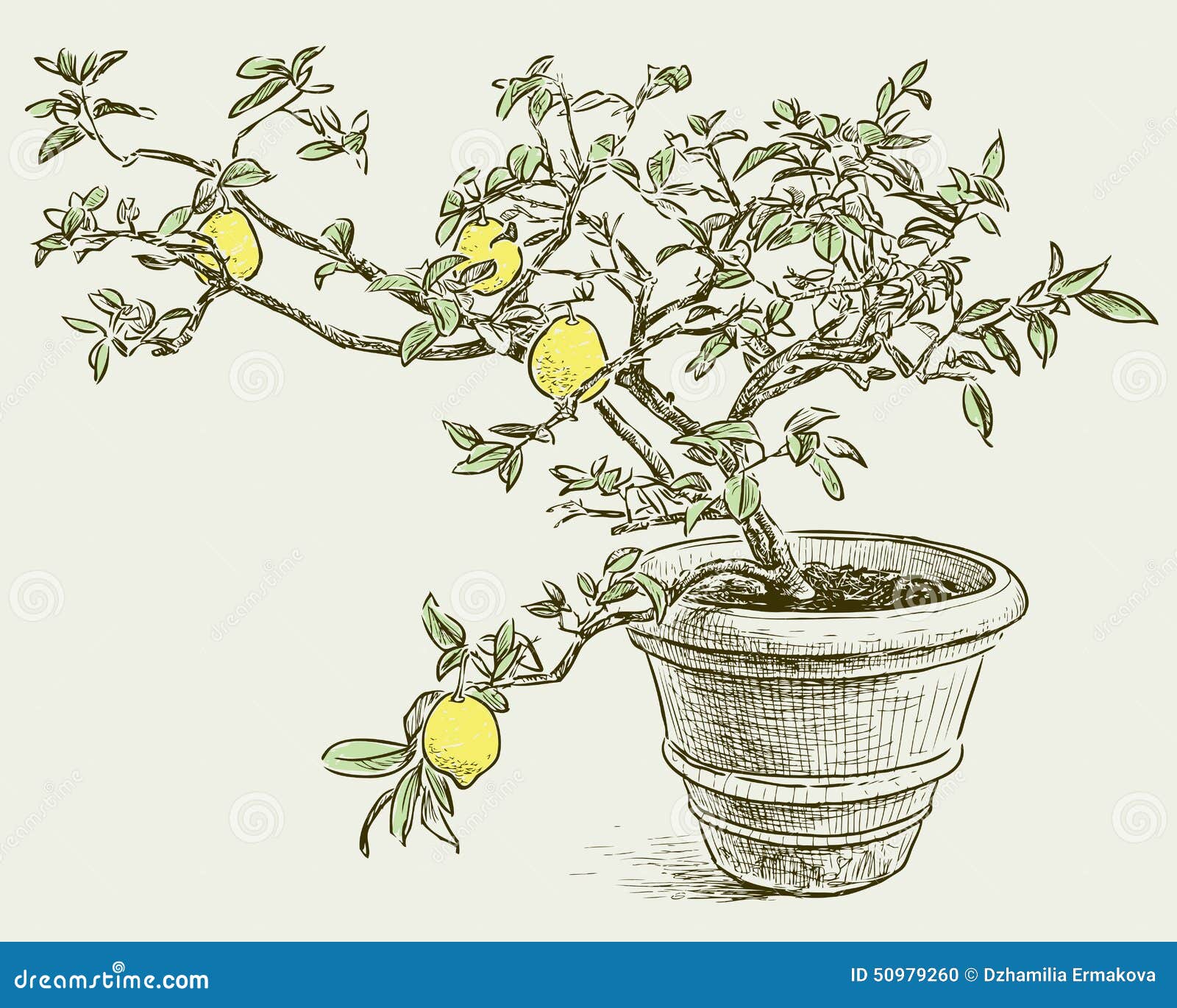 Árbol de limón ilustración del vector. Ilustración de mano - 50979260