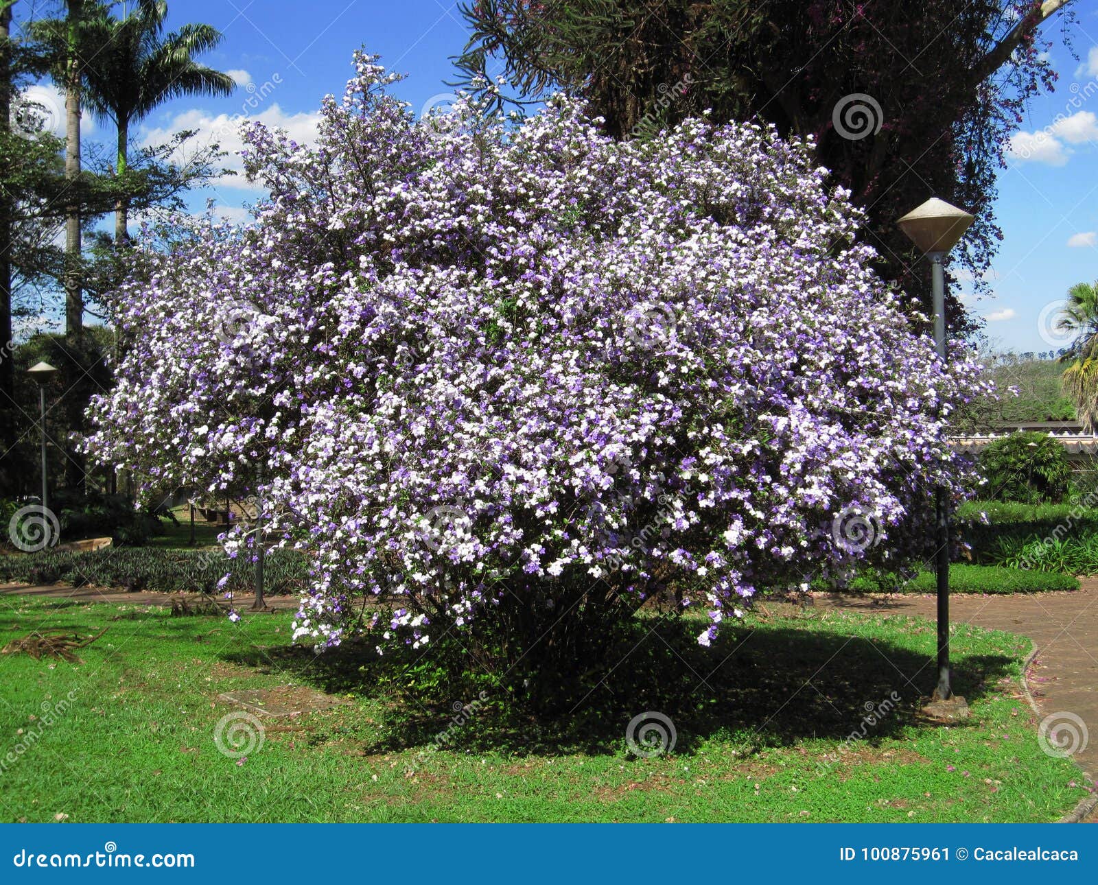 Árbol de Manaca imagen de archivo. Imagen de hermoso - 100875961