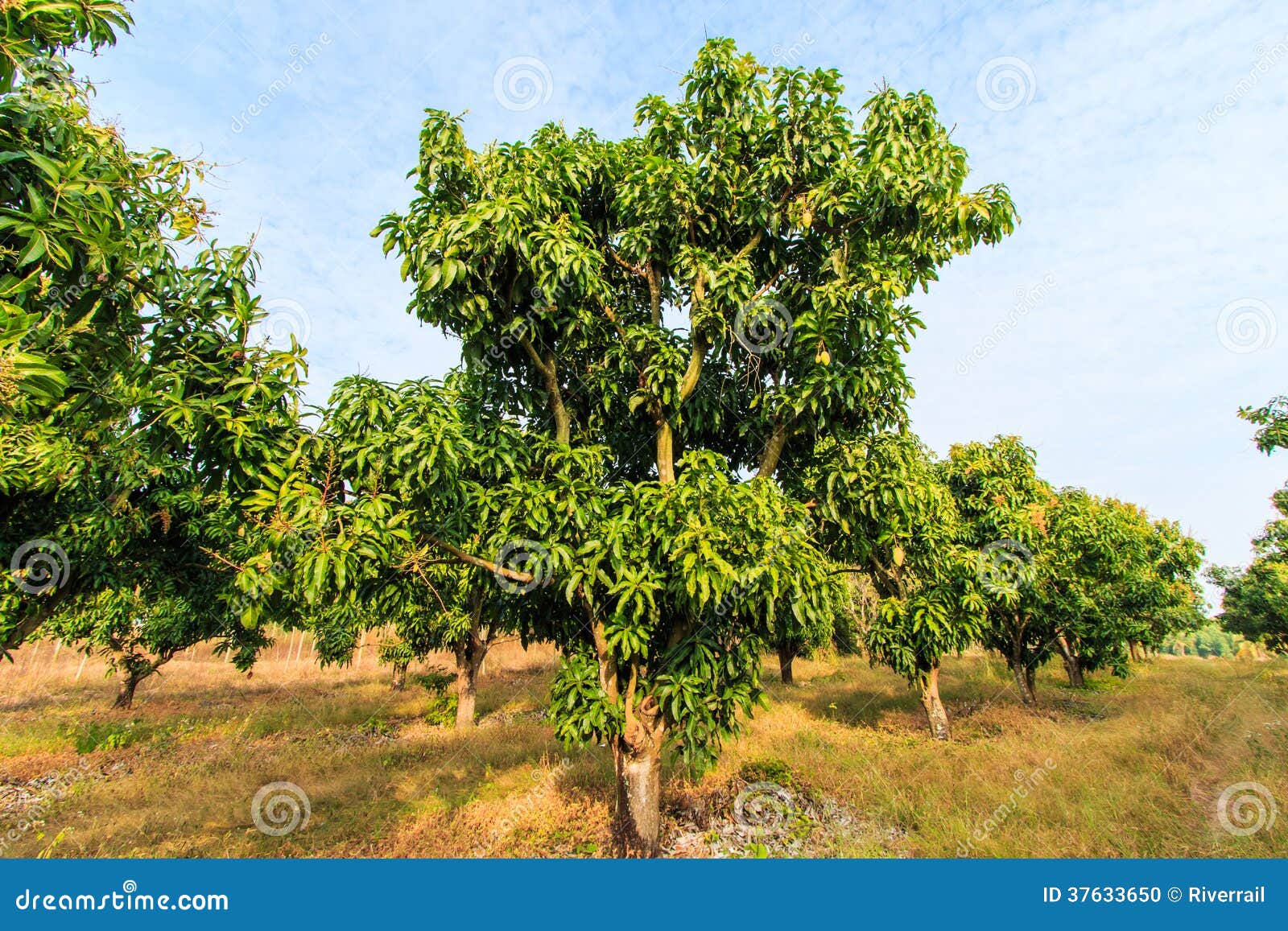 Árbol de mango foto de archivo. Imagen de mango, rural - 37633650