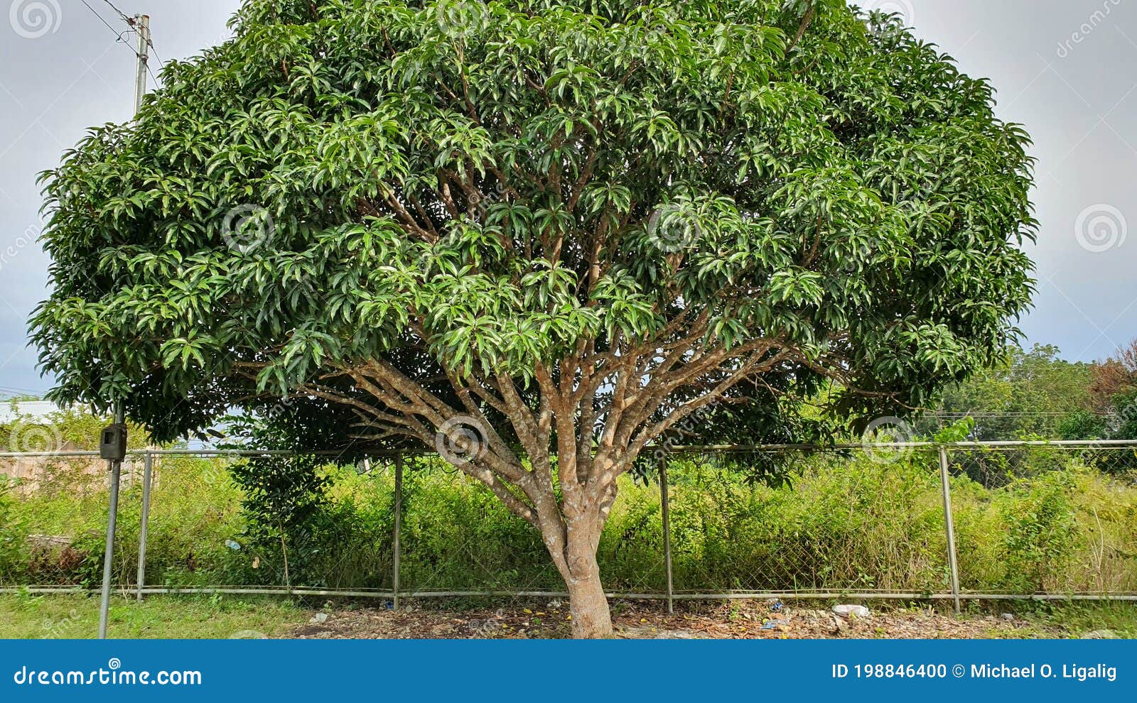 árbol De Mango Sano Y Maduro Foto de archivo - Imagen de mango, sano ...