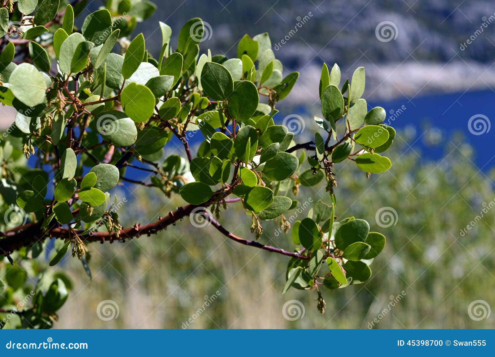 Árbol de Manzanita foto de archivo. Imagen de viejo, cielo - 45398700