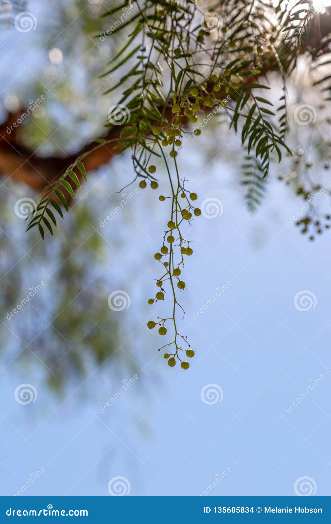 Árbol de Molle del Schinus foto de archivo. Imagen de california ...
