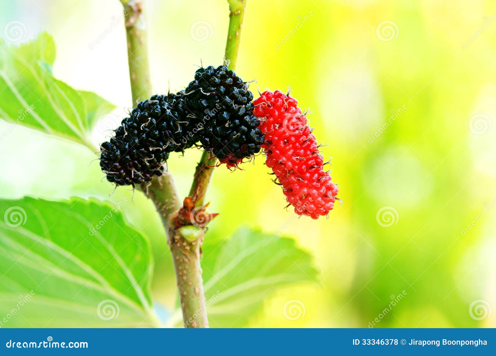 Árbol de mora foto de archivo. Imagen de cierre, negro - 33346378