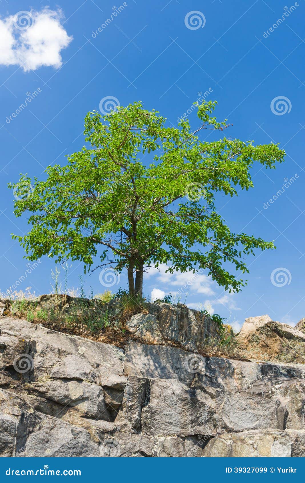 Árbol de mora imagen de archivo. Imagen de estacional - 39327099
