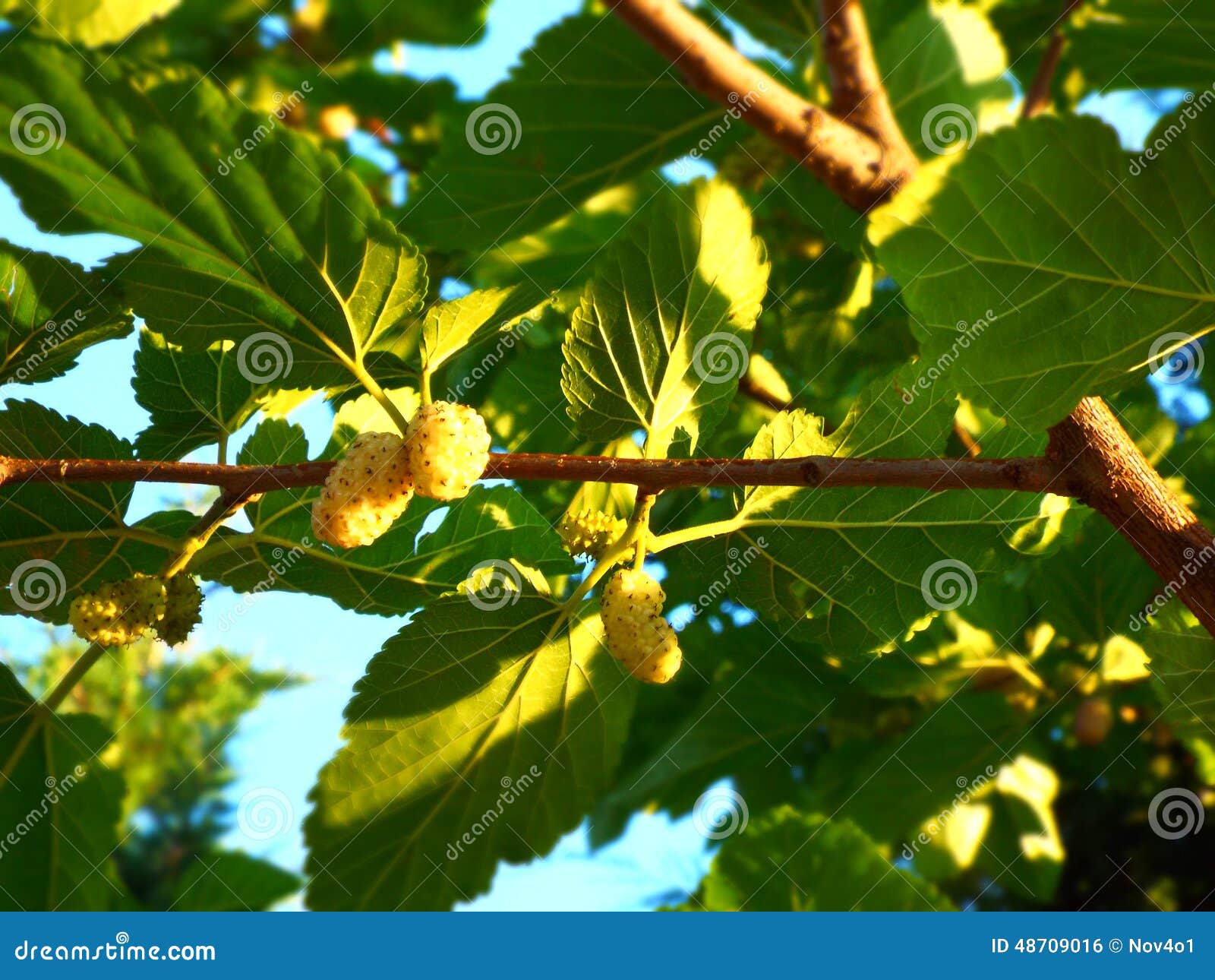 Árbol de mora foto de archivo. Imagen de azul, verde - 48709016