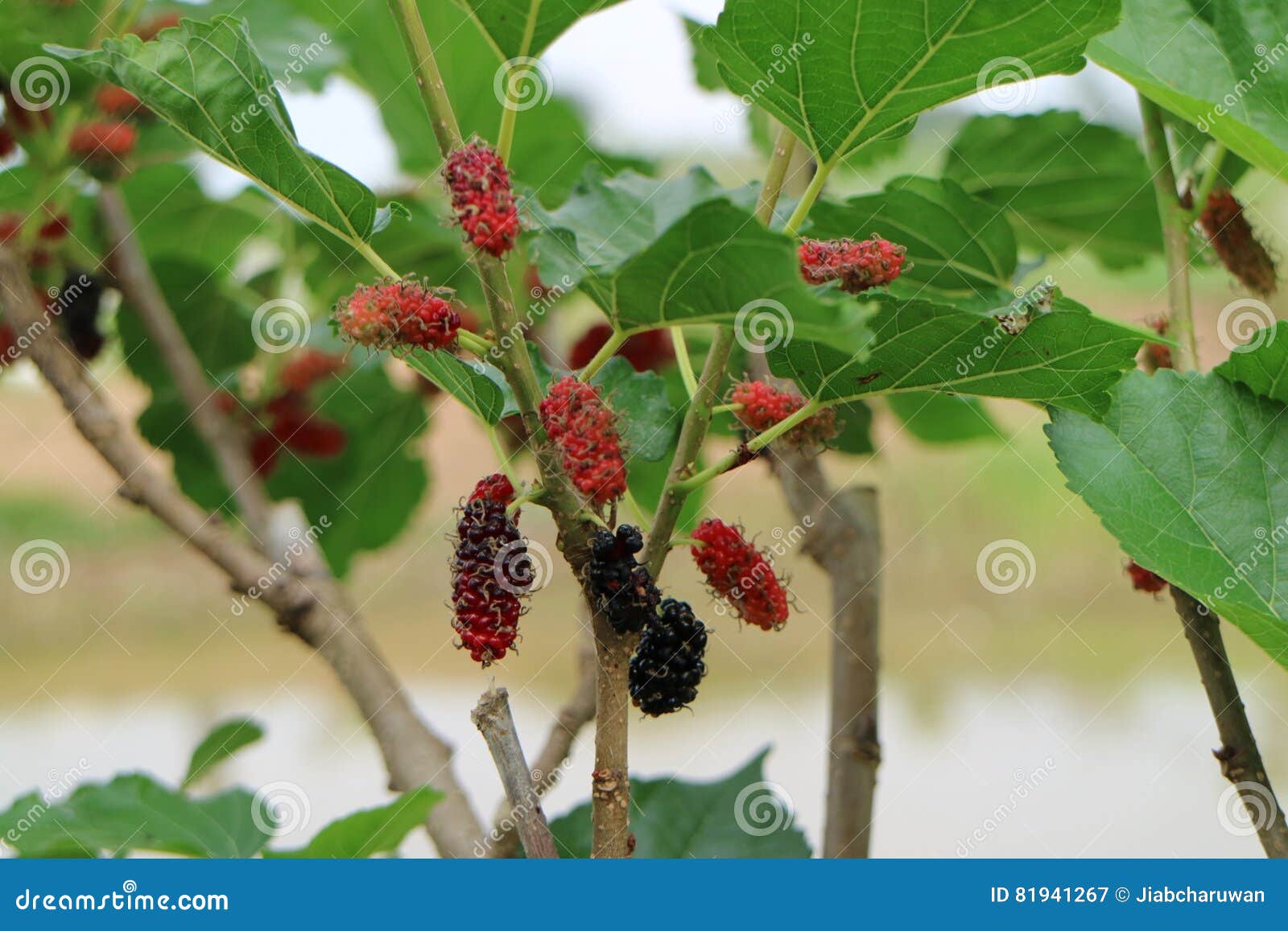 Árbol de mora imagen de archivo. Imagen de delicioso - 81941267