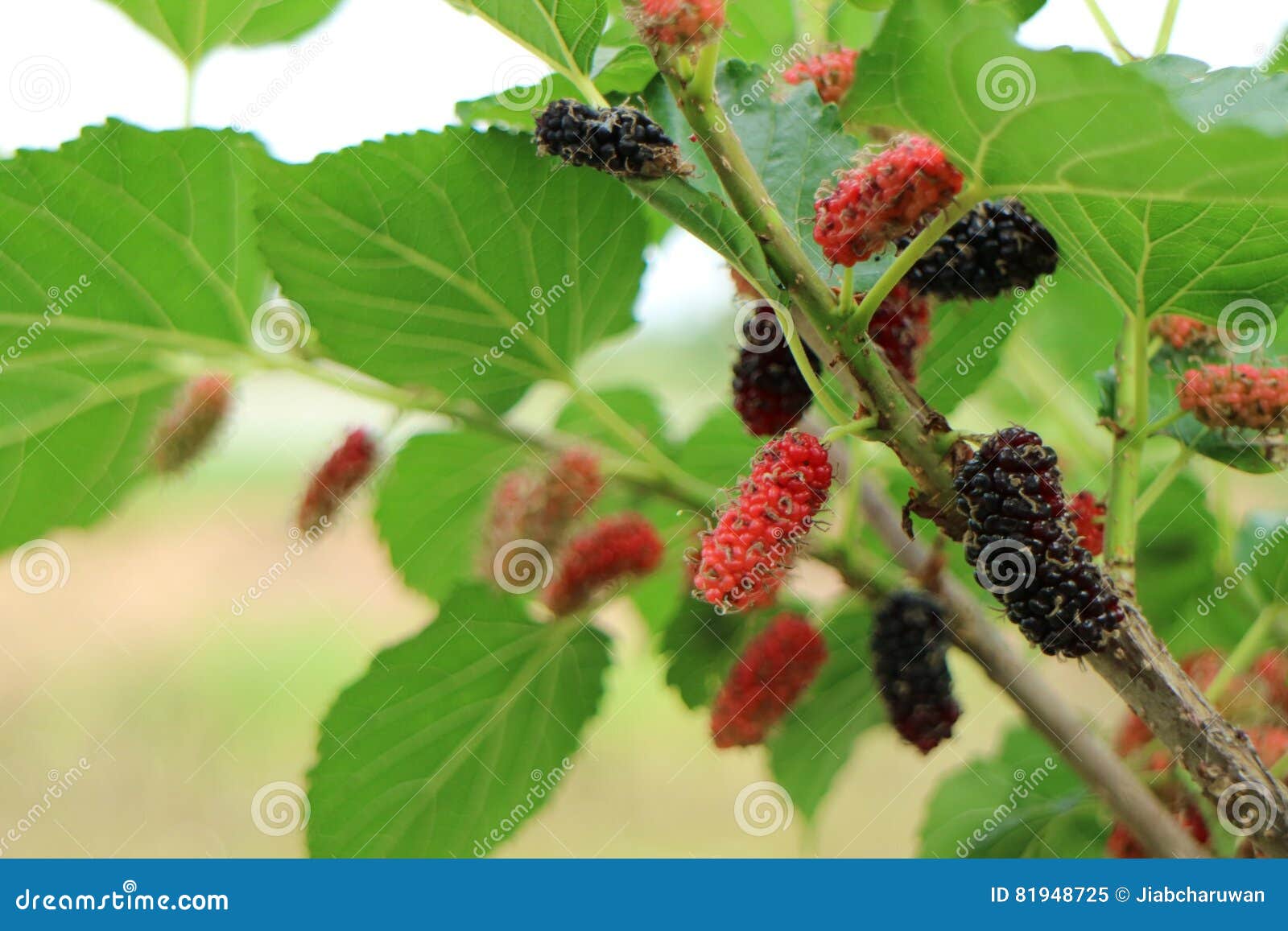 Árbol de mora imagen de archivo. Imagen de fuente, cosechado - 81948725