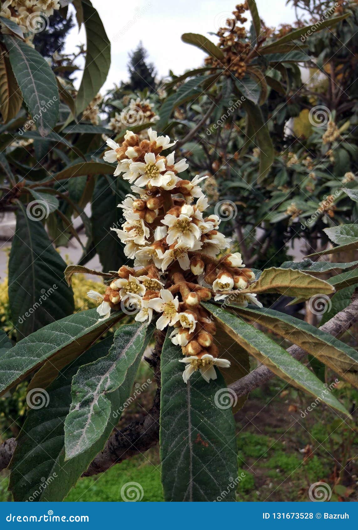 Árbol De Níspero De Florecimiento Foto de archivo - Imagen de medicinal ...
