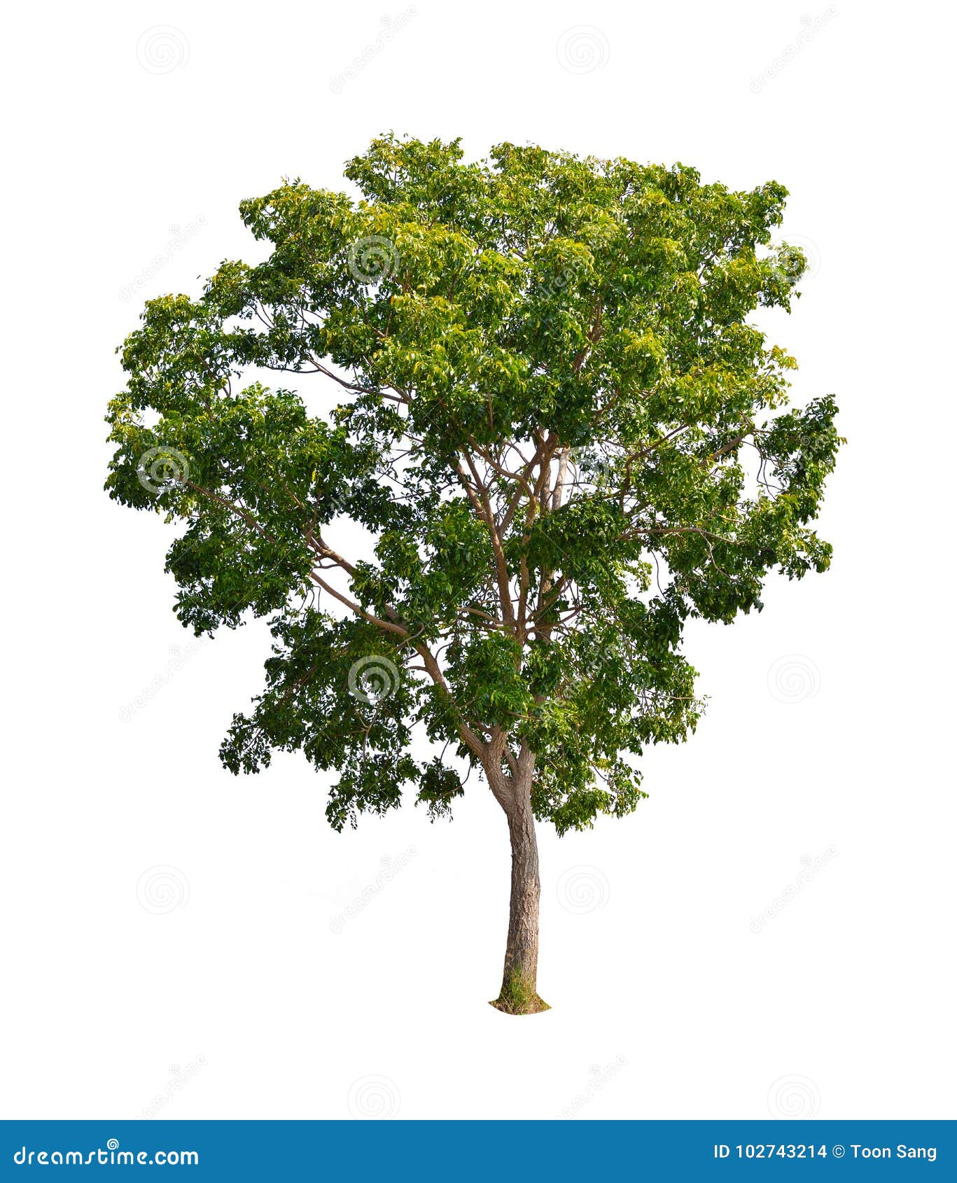 Árbol de Neem foto de archivo. Imagen de follaje, alto - 102743214