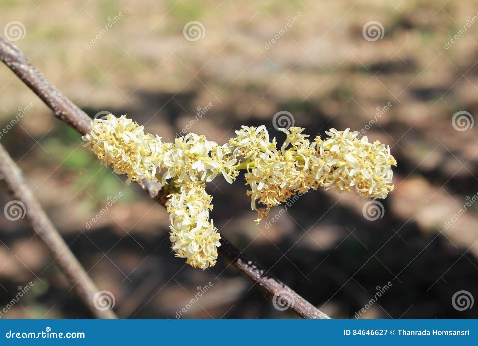 Árbol De Neem, Flor Del Neem Imagen de archivo - Imagen de habitat ...