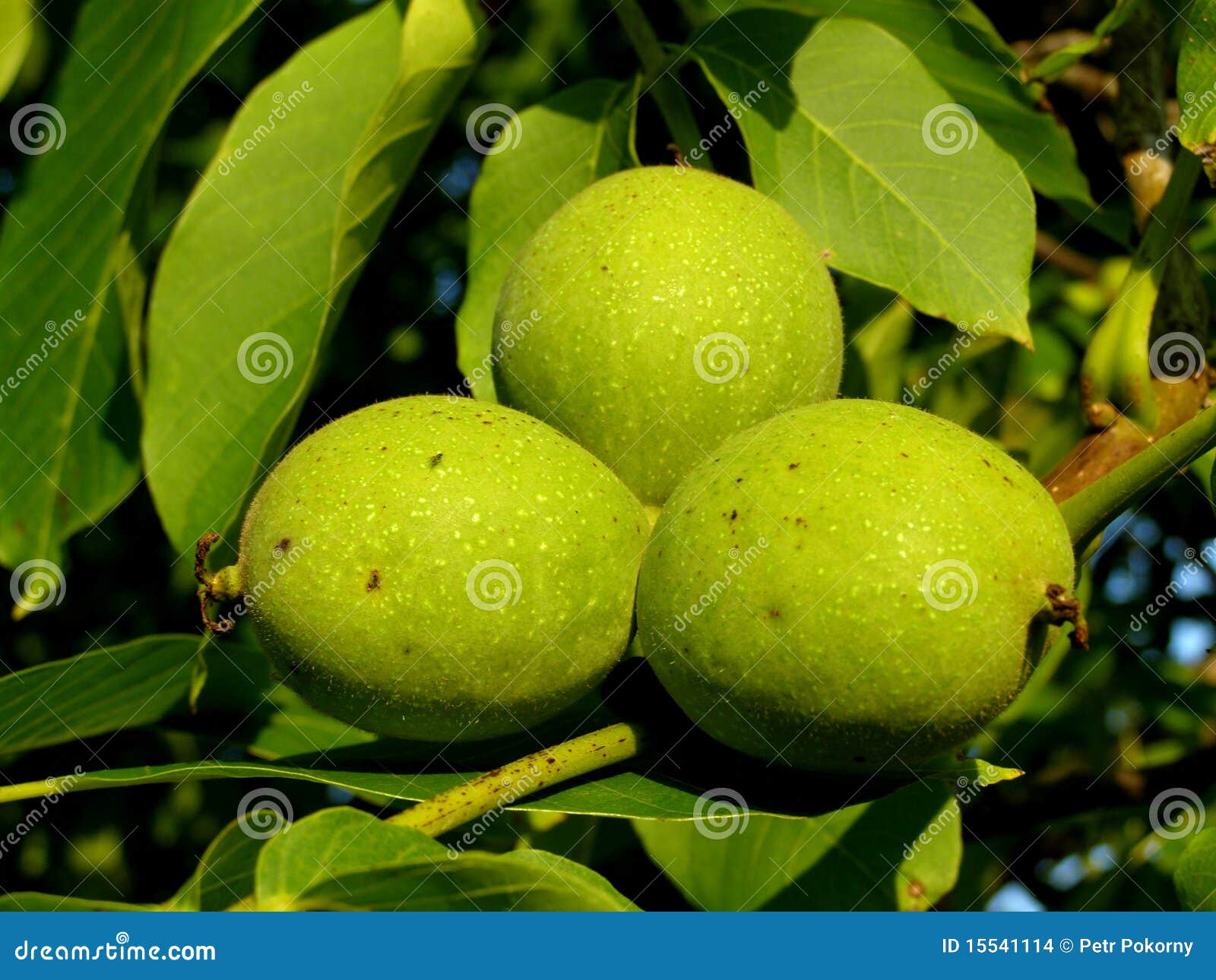 Árbol de nuez foto de archivo. Imagen de travieso, nuez - 15541114