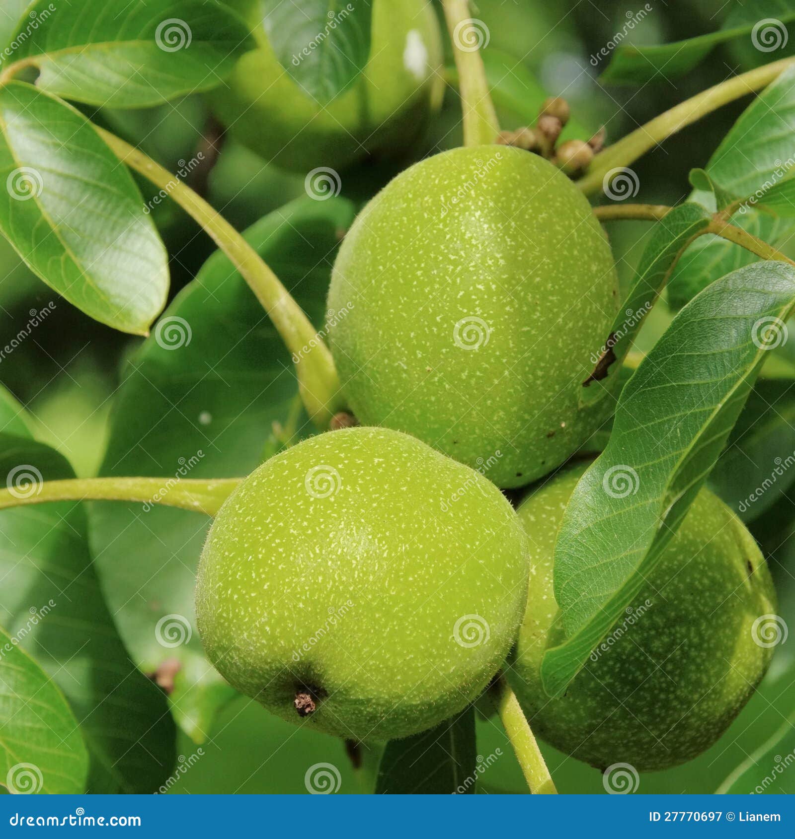 Árbol de nuez imagen de archivo. Imagen de fruta, travieso - 27770697
