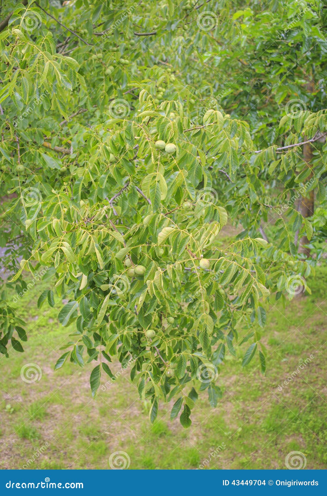 Árbol de nuez foto de archivo. Imagen de hoja, estacional - 43449704