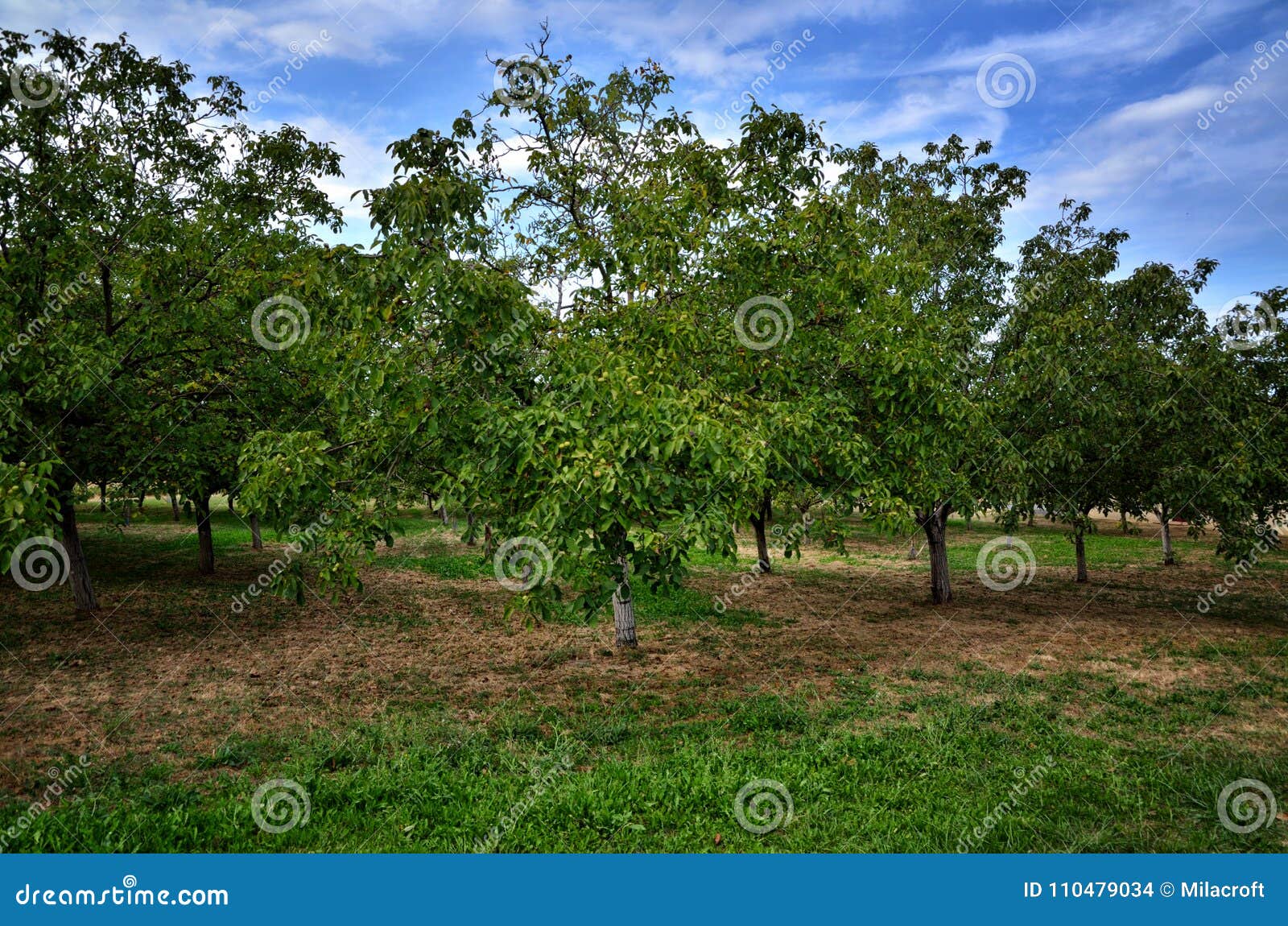 Árbol De Nuez Con Las Frutas Verdes Foto de archivo - Imagen de nuez ...