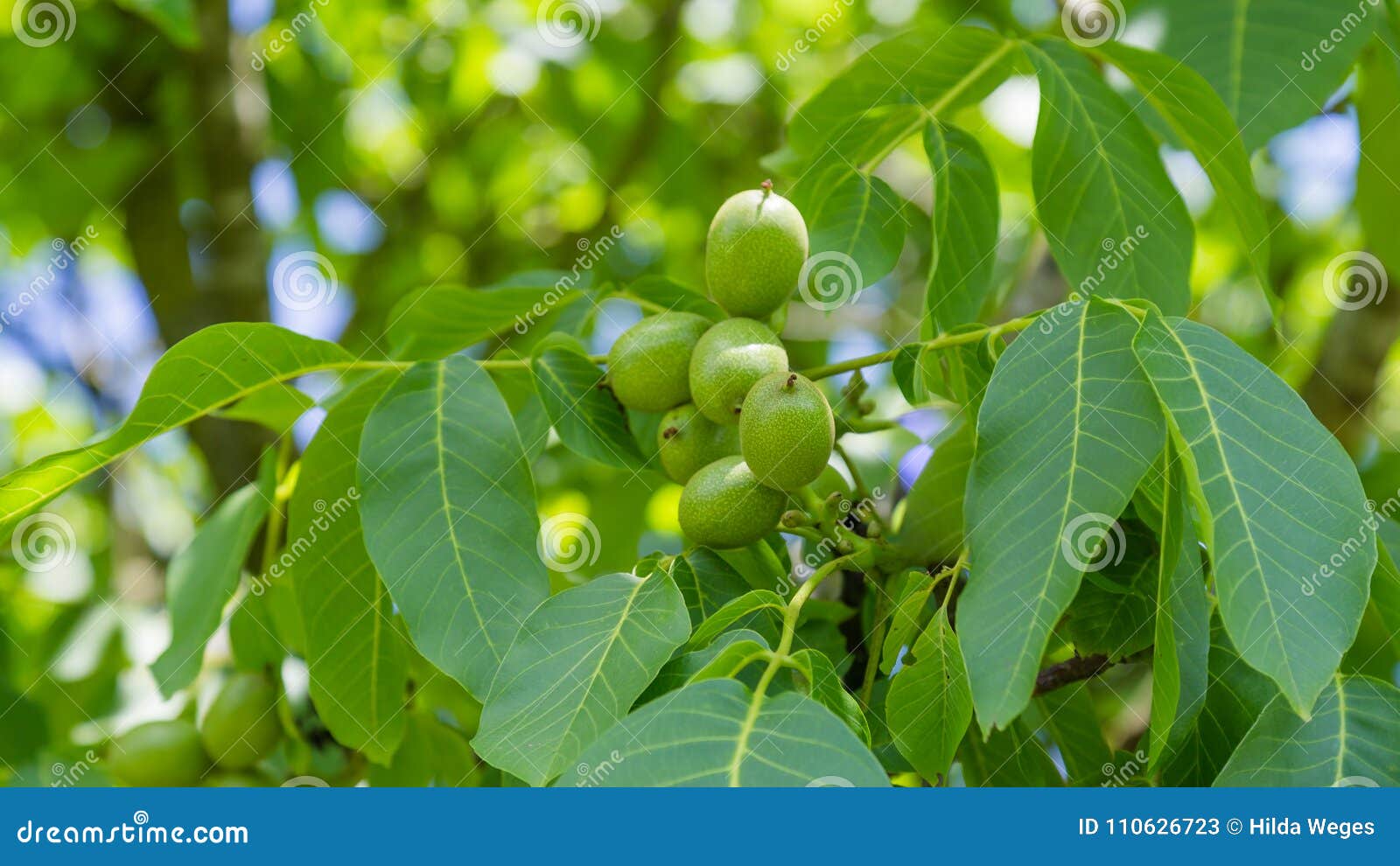 Árbol de nuez fresco imagen de archivo. Imagen de verde - 110626723