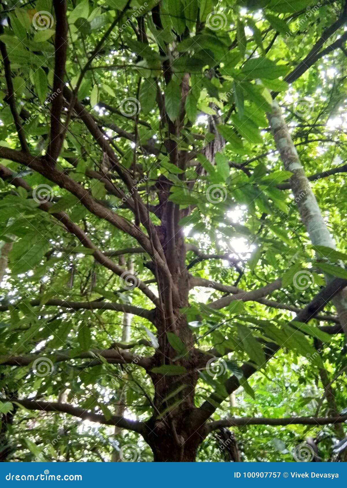 Árbol De Nuez Moscada Moscada Imagen de archivo - Imagen de picante ...
