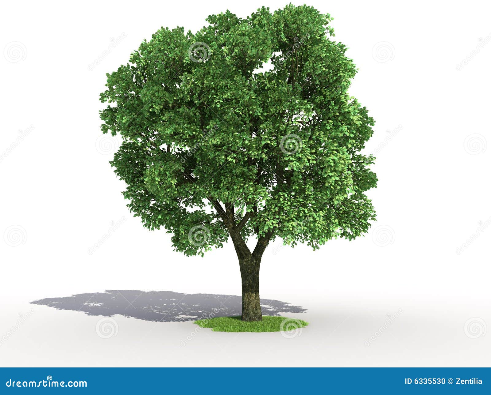 Árbol De Olmo Foto de archivo - Imagen: 6335530