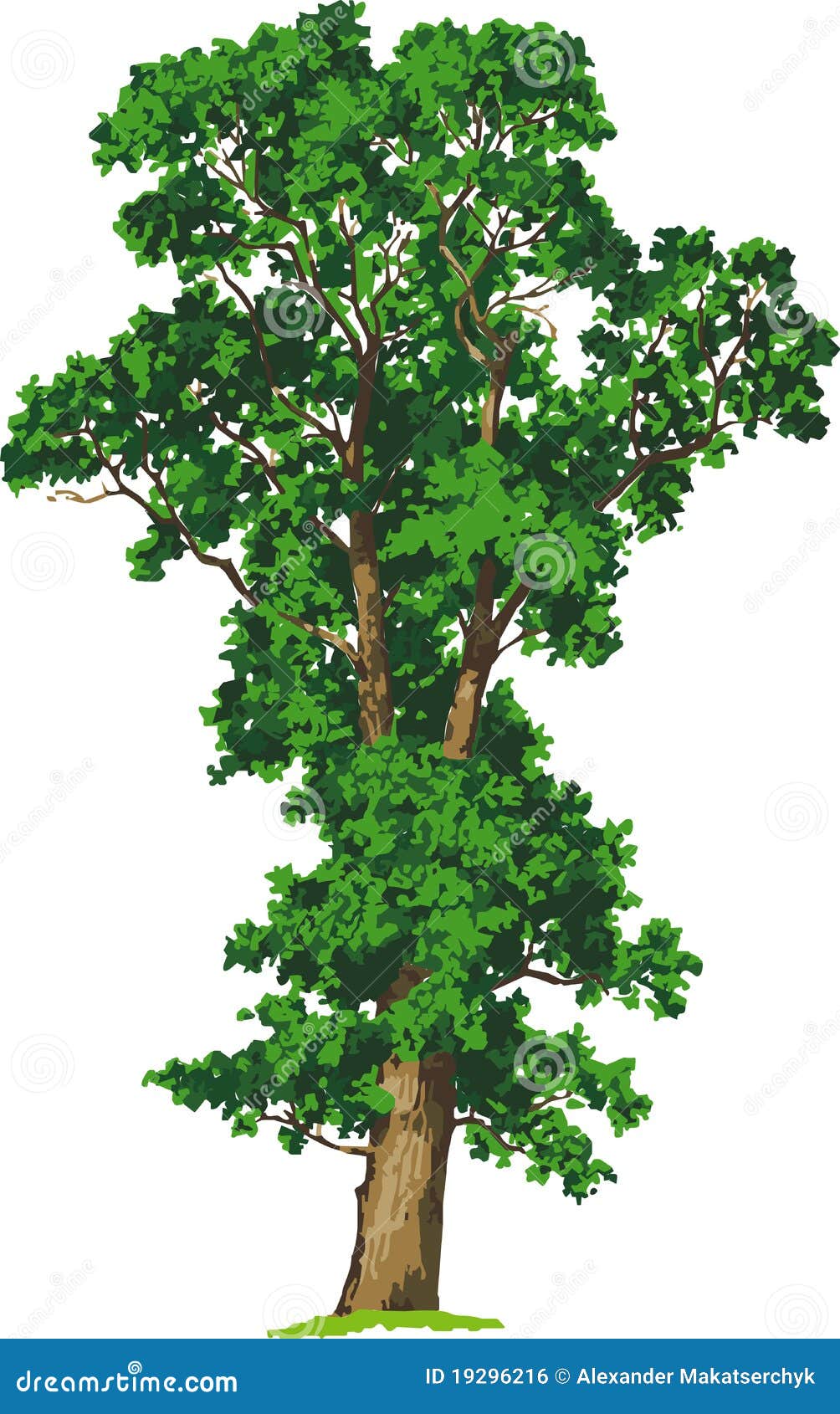 Árbol de olmo. Vector ilustración del vector. Ilustración de aislado ...