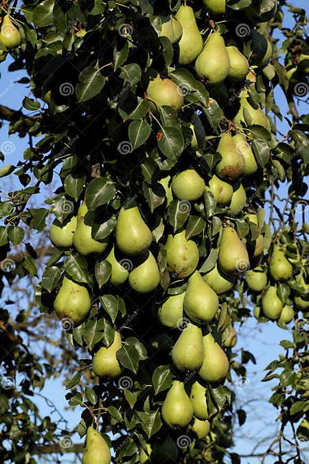 Árbol de pera foto de archivo. Imagen de baudia, detalle - 11585448