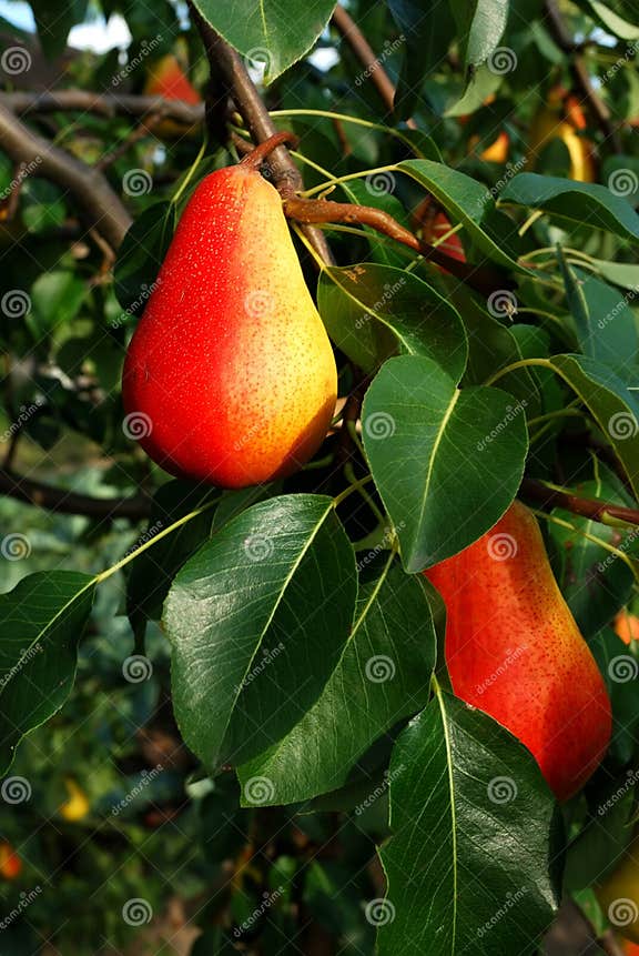 Árbol de pera foto de archivo. Imagen de huerta, maduro - 12867386