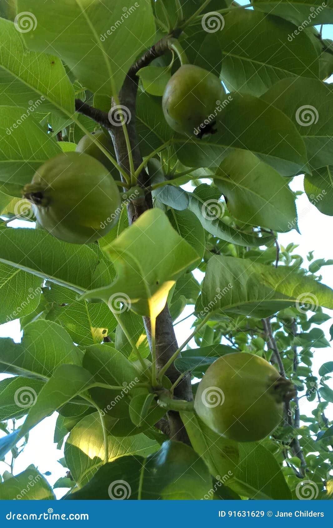 Árbol de pera imagen de archivo. Imagen de cosecha, plantas - 91631629