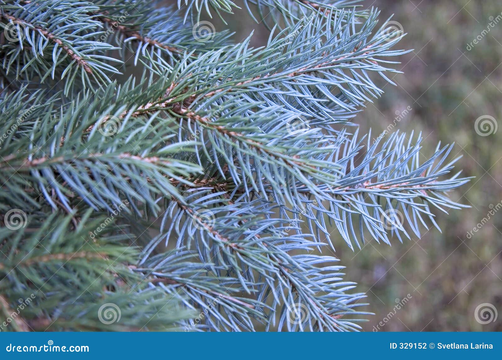 Árbol de pino azul foto de archivo. Imagen de congelado - 329152