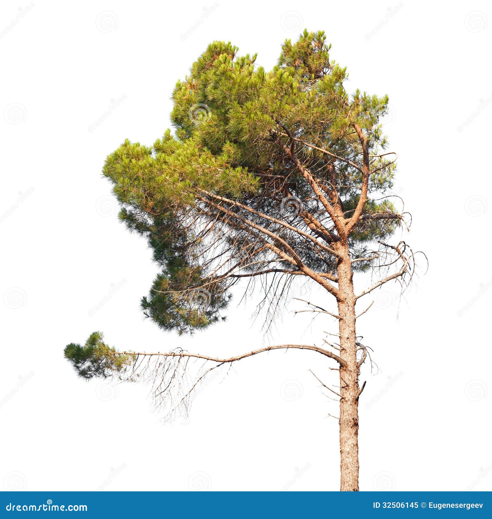 Árbol de pino en blanco imagen de archivo. Imagen de ordinario - 32506145