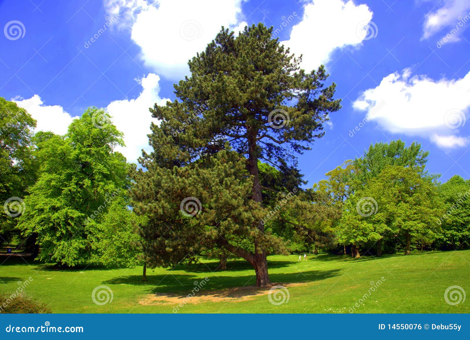 Árbol de pino viejo foto de archivo. Imagen de hoja, ramita - 14550076