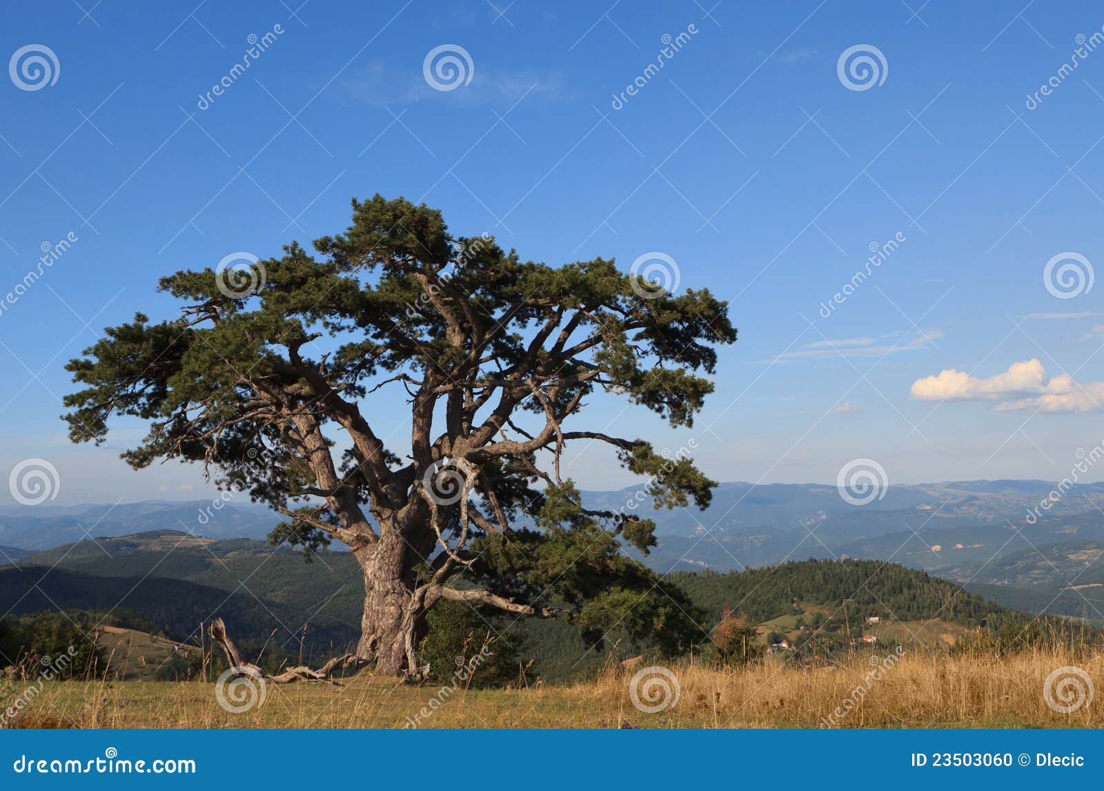 Árbol de pino viejo foto de archivo. Imagen de imagen - 23503060