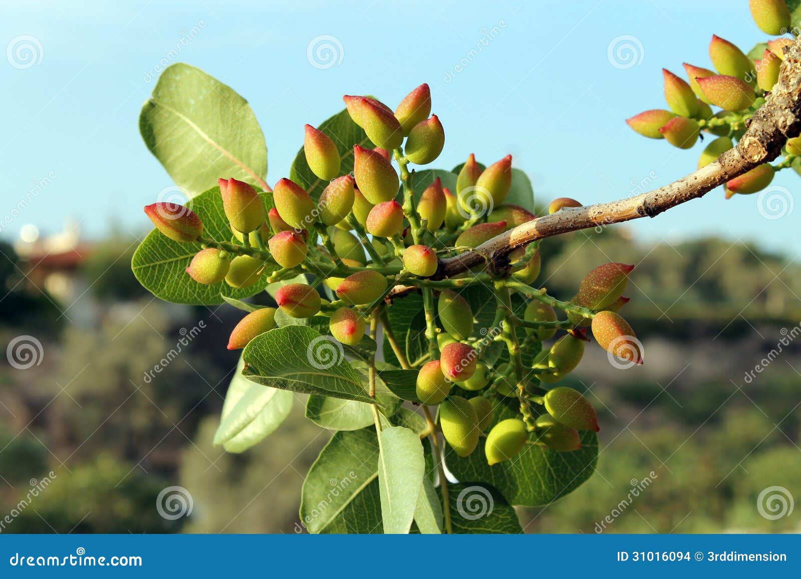 Árbol de pistacho foto de archivo. Imagen de grecia, hojea - 31016094