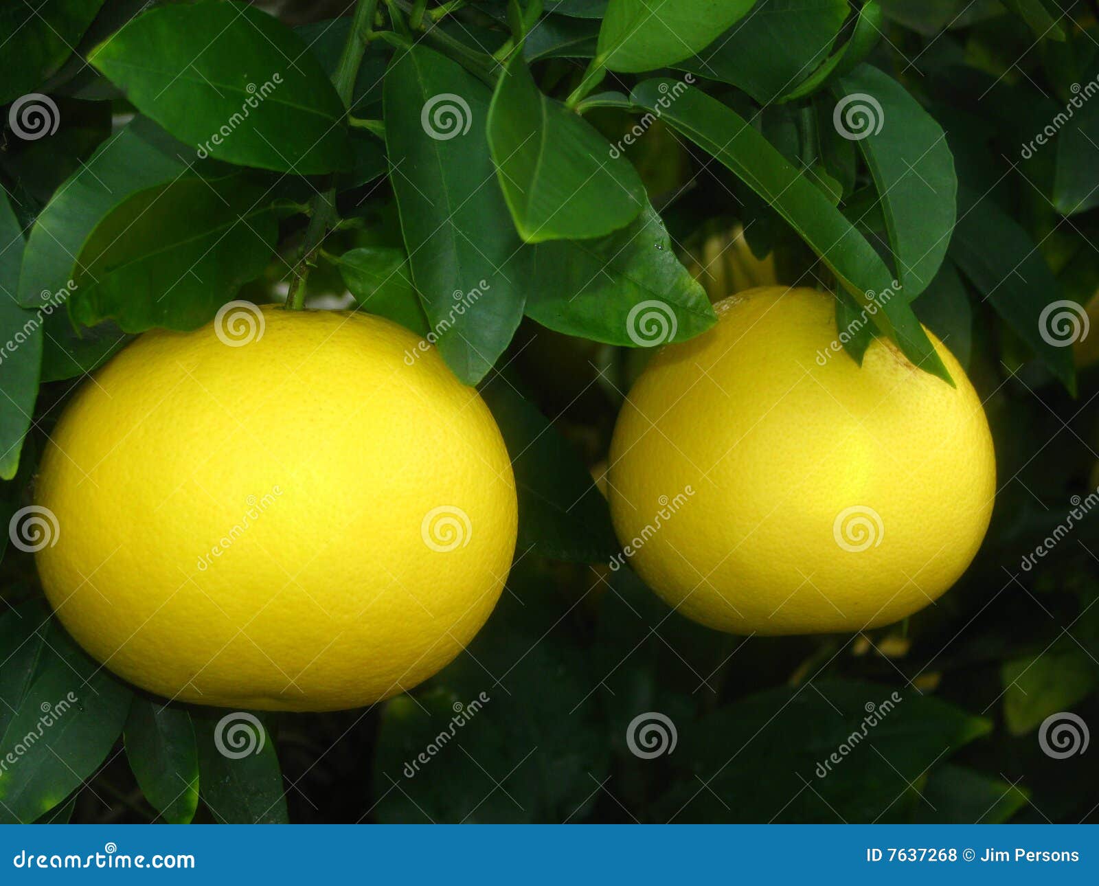 Árbol de pomelo foto de archivo. Imagen de dieta, pomelo - 7637268