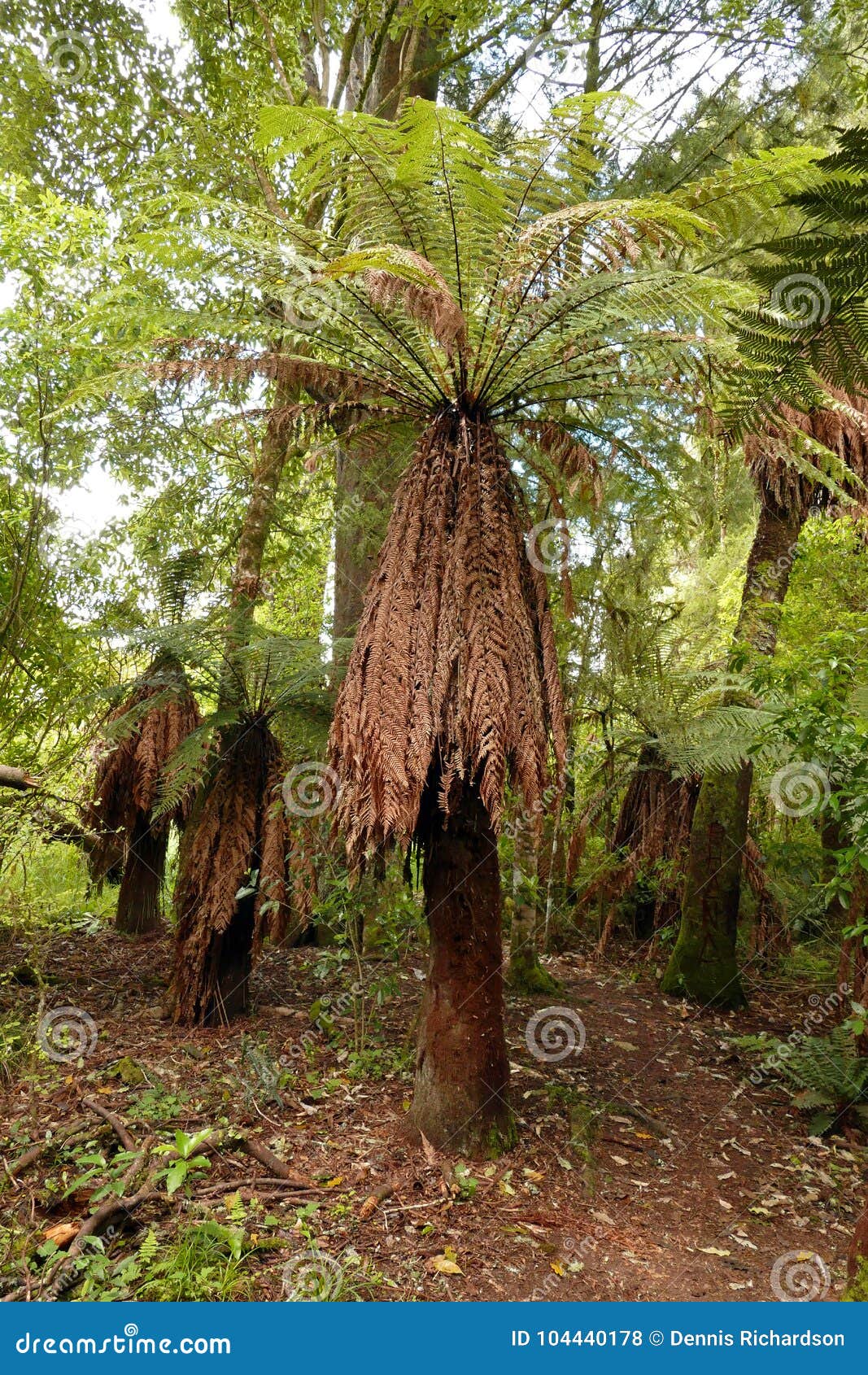 Árbol de Ponga foto de archivo. Imagen de nuevo, hojas - 104440178