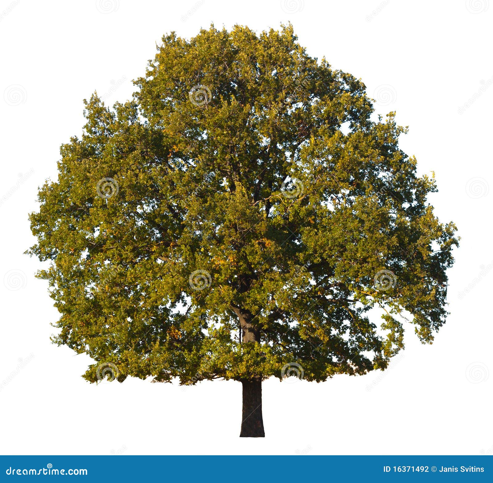 Árbol de roble foto de archivo. Imagen de follaje, roble - 16371492