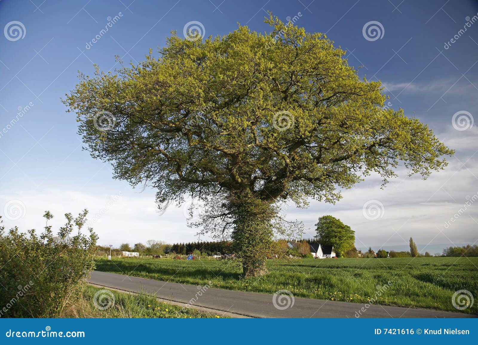 Árbol De Roble En La Primavera. Foto de archivo - Imagen de campos ...