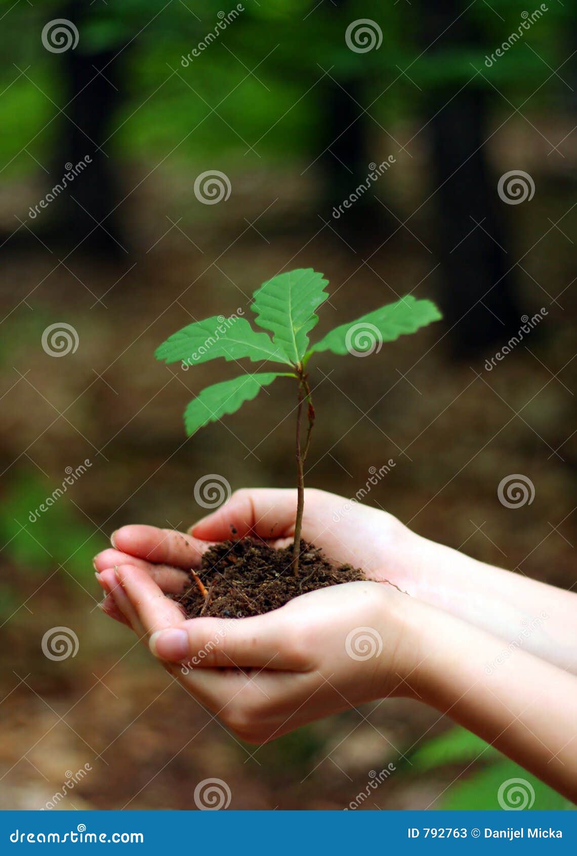 Árbol de roble joven imagen de archivo. Imagen de joven - 792763