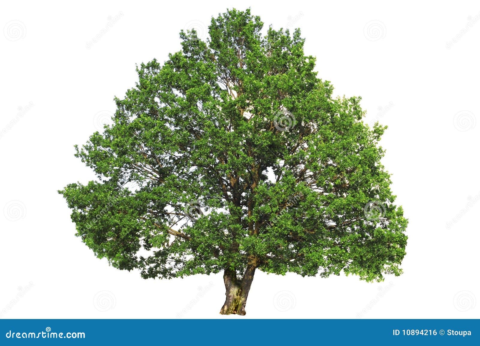 Árbol de roble verde foto de archivo. Imagen de grande - 10894216