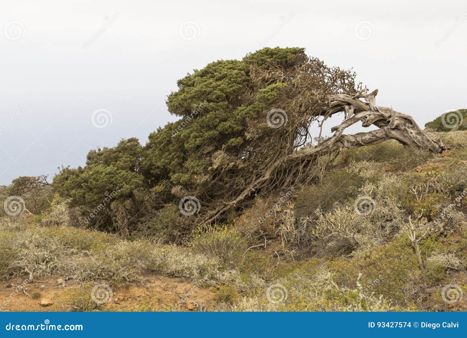 Árbol de Sabina foto de archivo. Imagen de hojas, recorrido - 93427574