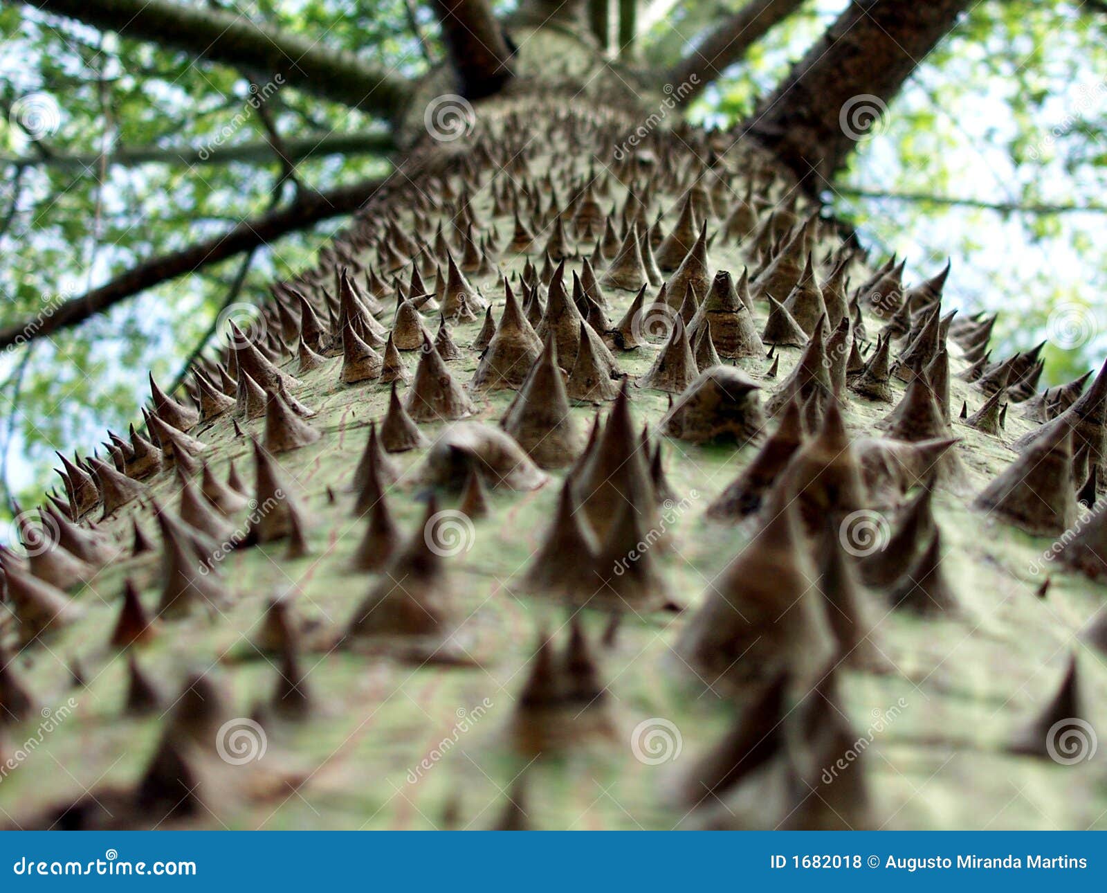 Árbol de Samauma foto de archivo. Imagen de amazonas, espina - 1682018