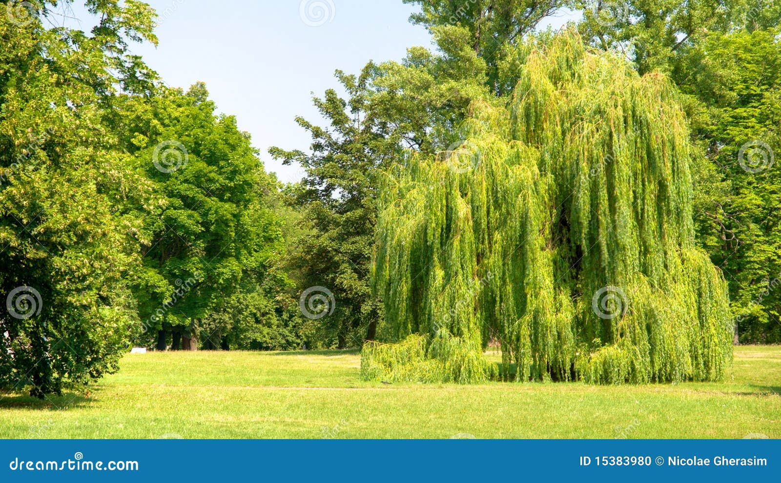 Árbol de sauce en parque foto de archivo. Imagen de parque - 15383980