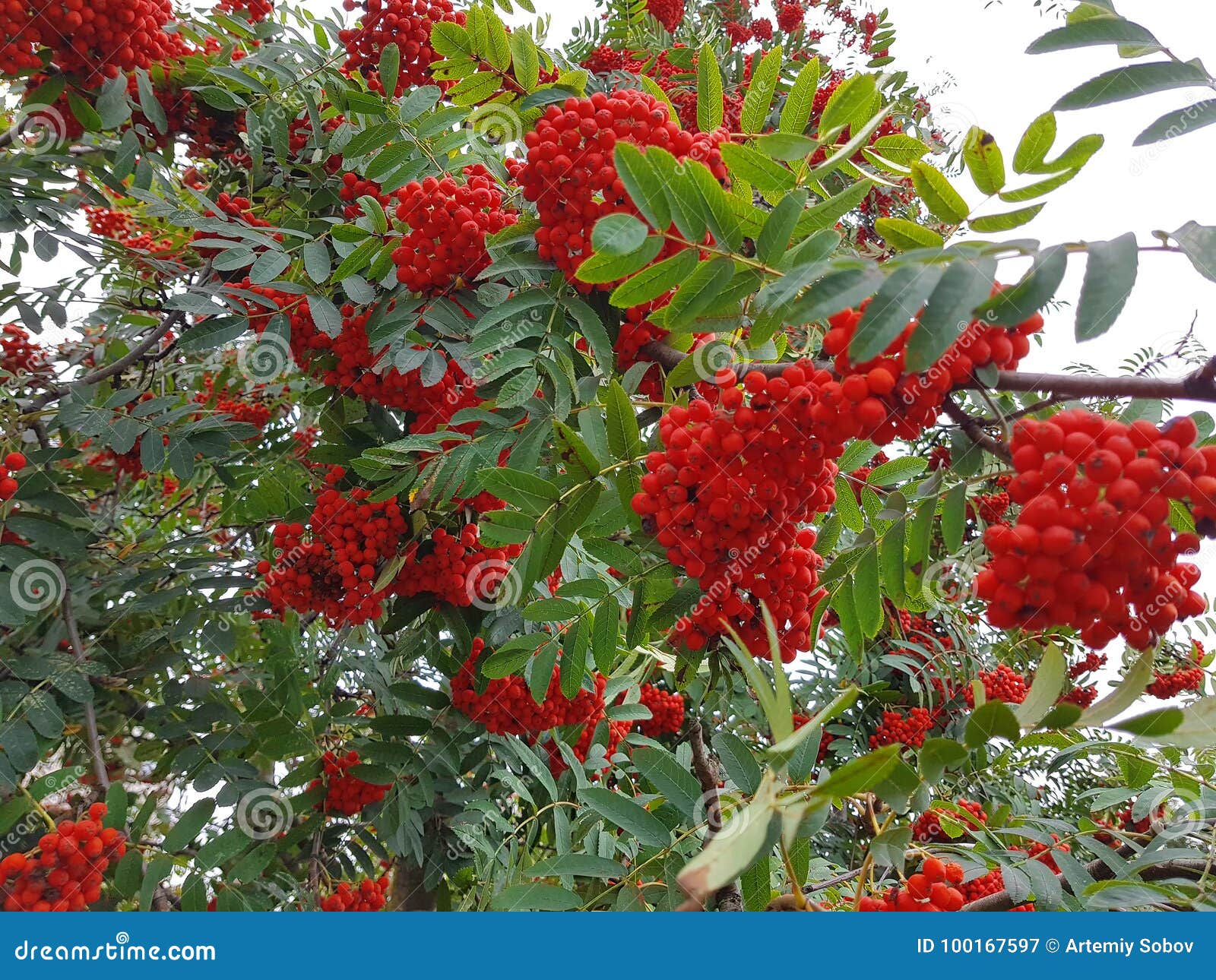 Árbol De Serbal Con La Baya De Serbal Roja Imagen de archivo - Imagen ...