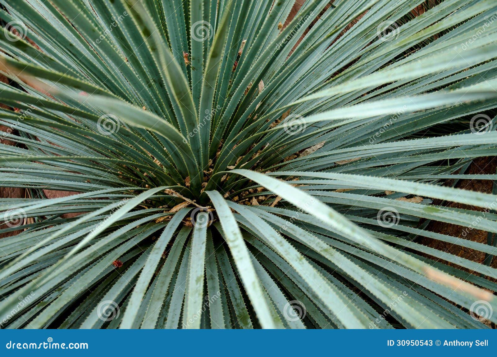 Árbol de Sotol imagen de archivo. Imagen de espinoso - 30950543